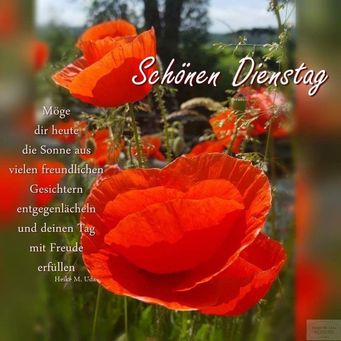 Schonen Dienstag Bilder Kostenlos