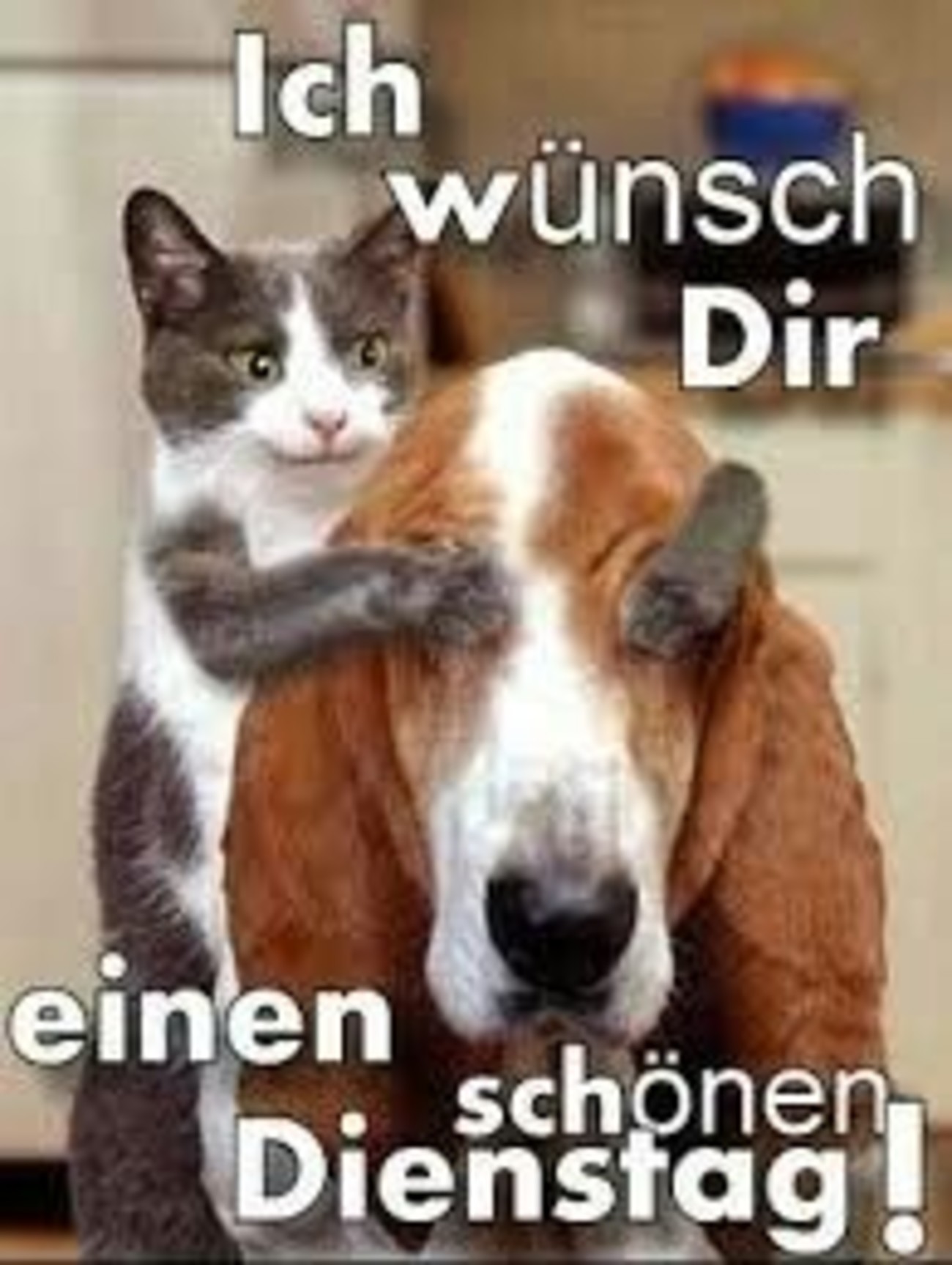 Sch nen Dienstag Bilder Lustig 9 GBPicsBilder