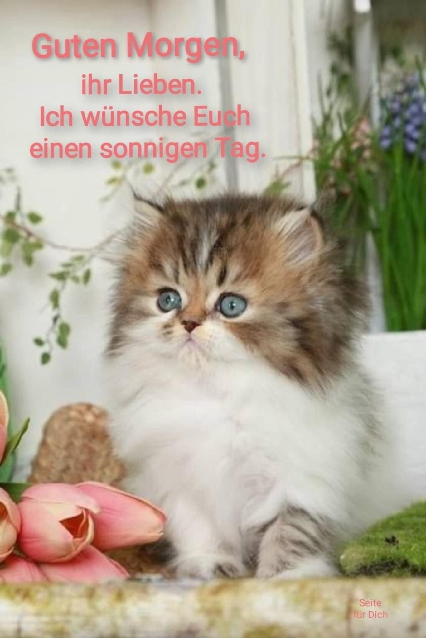 Guten Morgen ihr lieben ich wünsche euch einen sonnigen tag ...